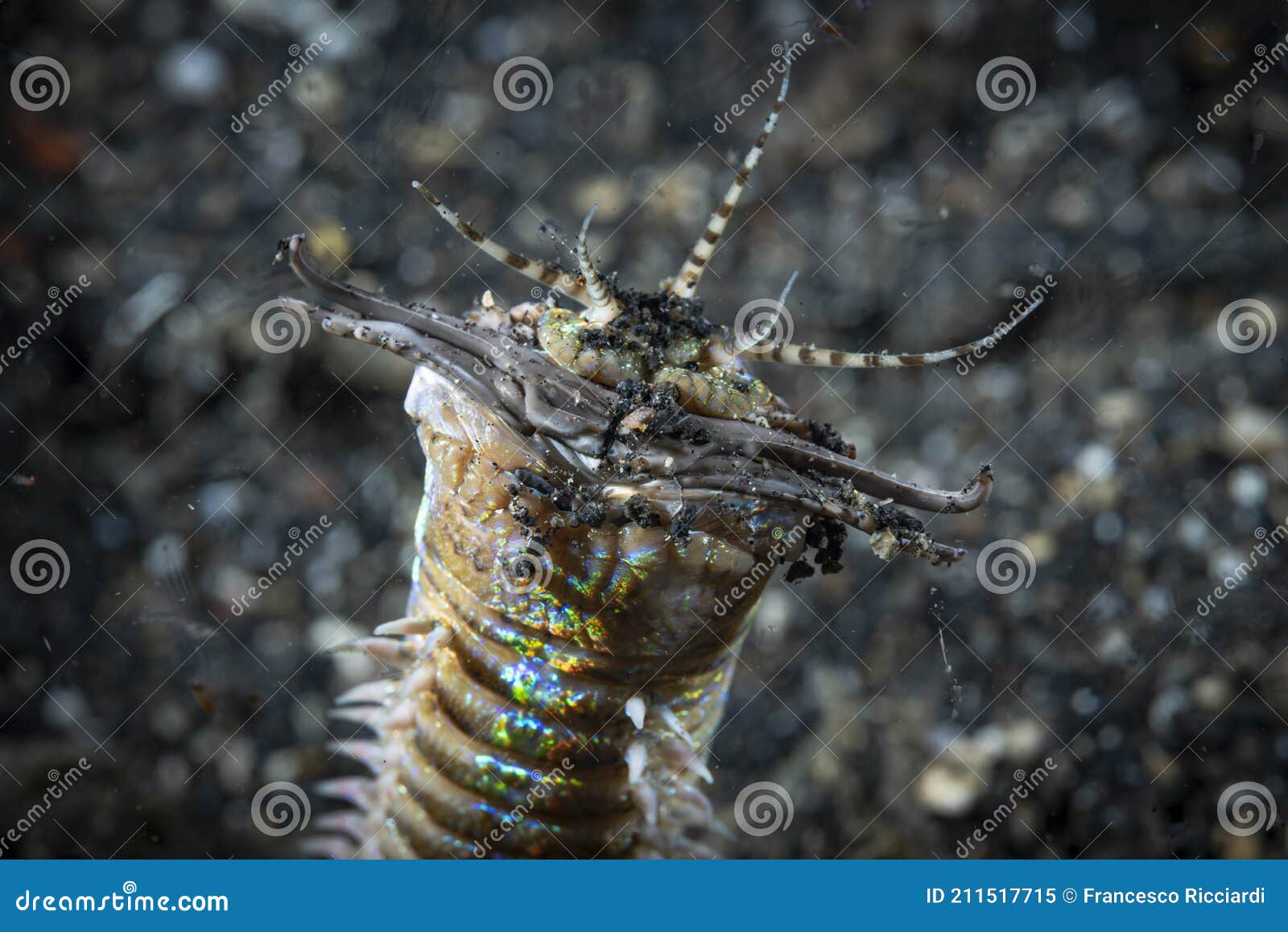 Bobbit Worm Eunice Aphroditois Stock Image - Image of underwater ...