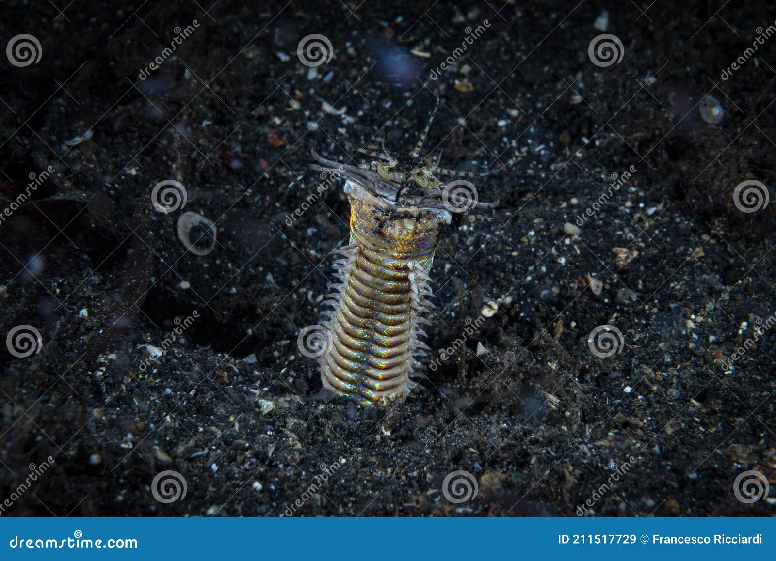 Bobbit Worm Eunice Aphroditois Stock Image - Image of reefs ...