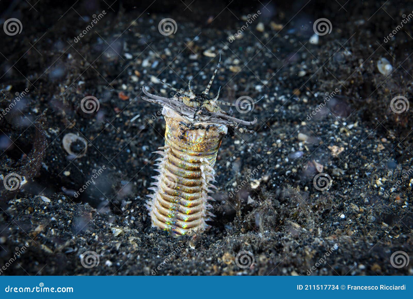 Bobbit Worm Eunice Aphroditois Stock Photo - Image of ...