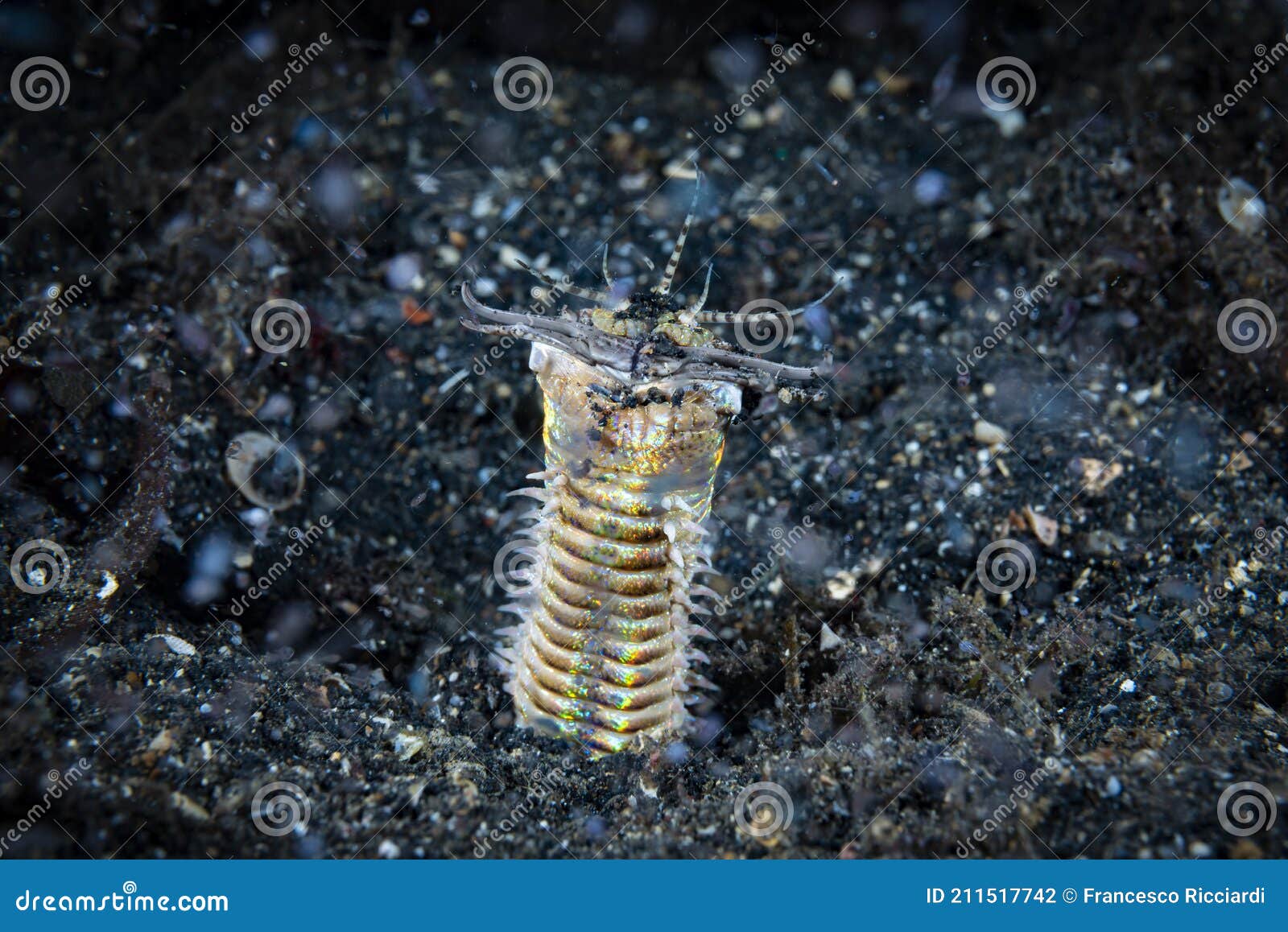 Bobbit Worm Eunice Aphroditois Stock Photo - Image of muck, worms ...