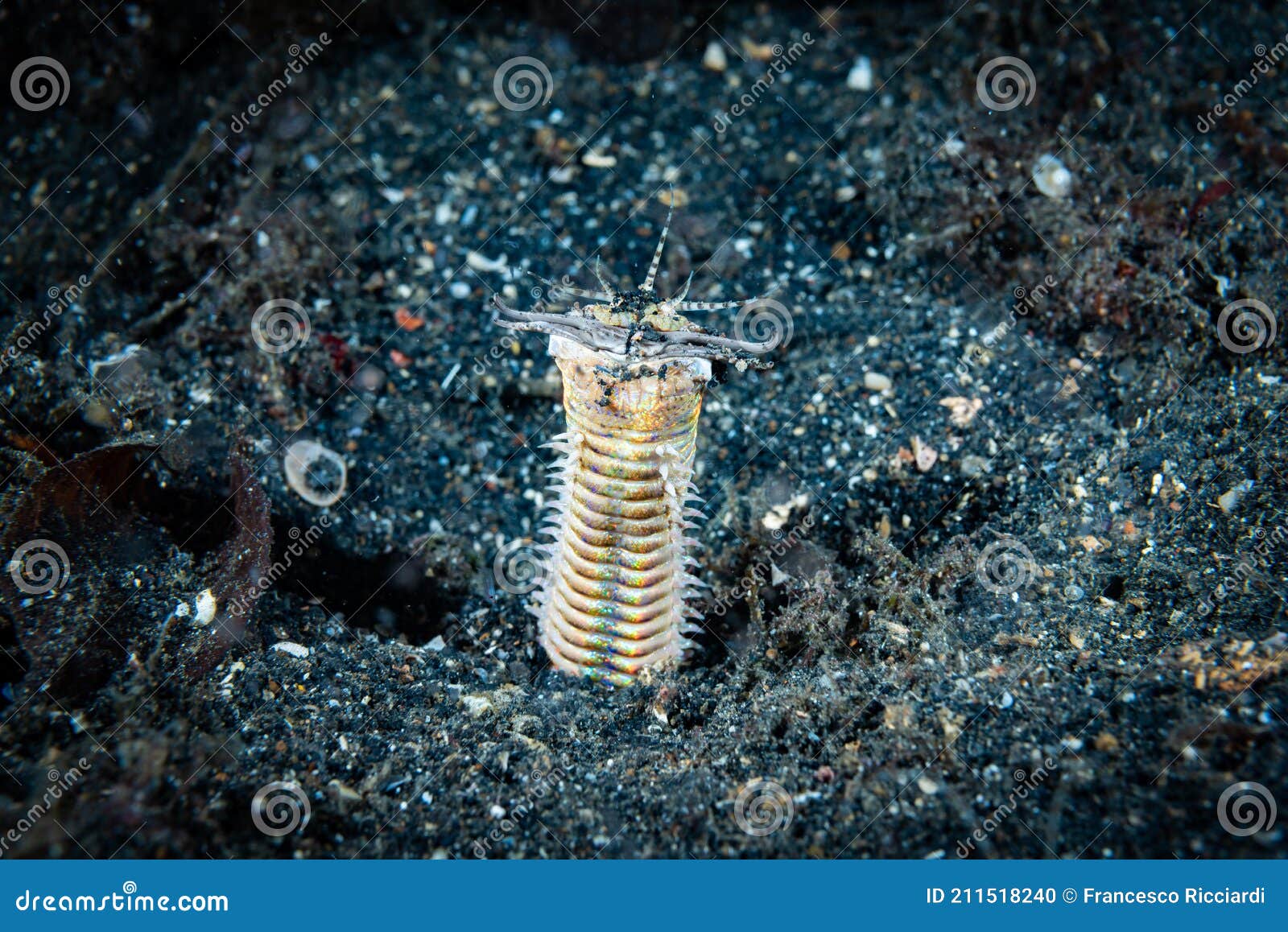 Bobbit Worm Eunice Aphroditois Stock Photo - Image of nature ...