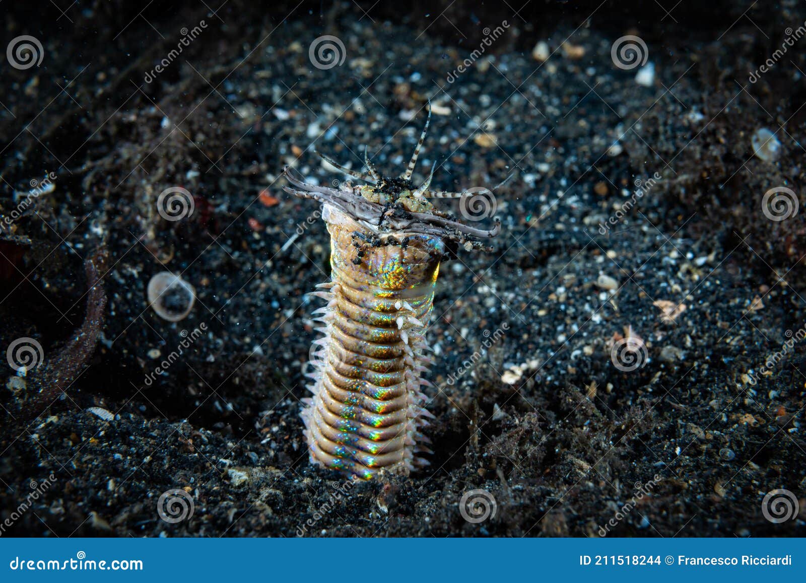 Bobbit Worm Eunice Aphroditois Stock Photo - Image of invertebrate ...