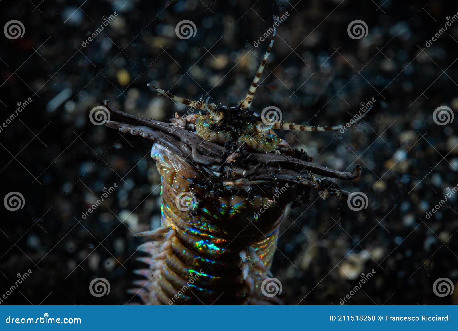 Bobbit Worm Eunice Aphroditois Stock Photo - Image of nature, animal ...