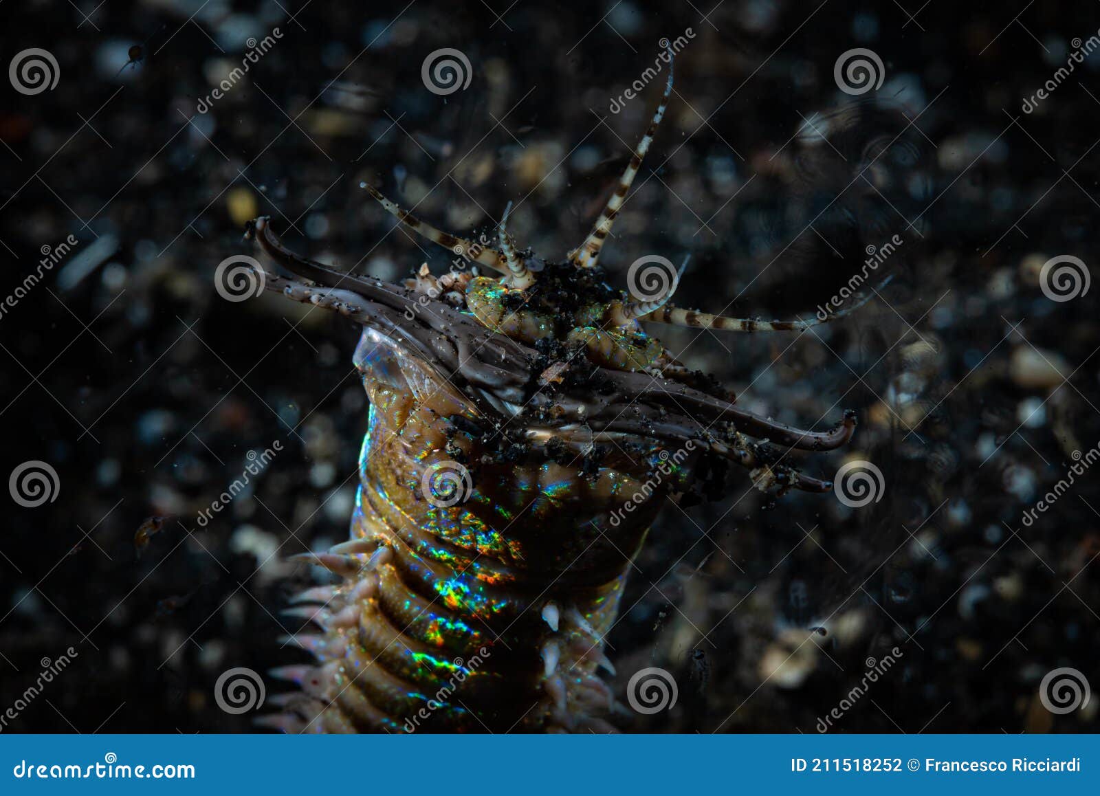 Bobbit Worm Eunice Aphroditois Stock Photo - Image of location, worms ...