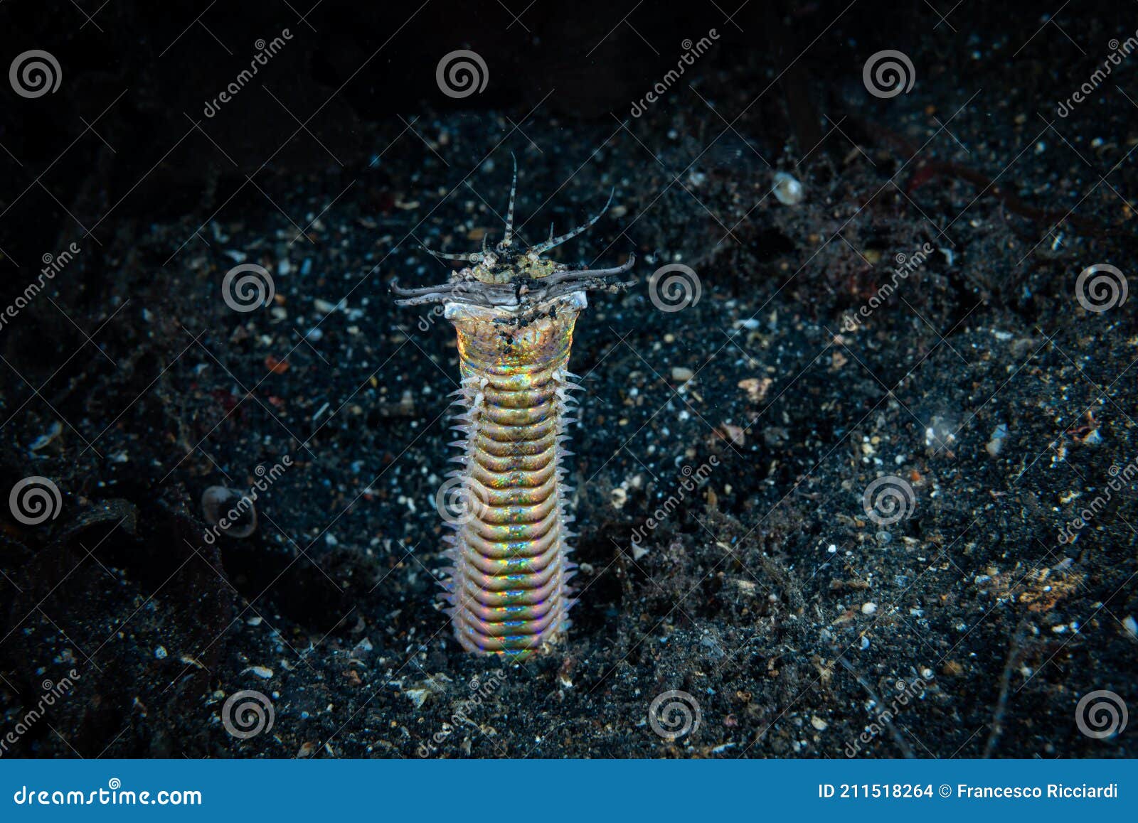 Bobbit Worm Eunice Aphroditois Stock Photo - Image of fish, diving ...