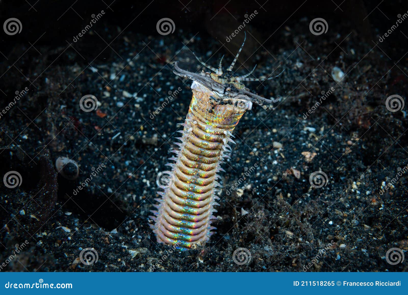 Bobbit Worm Eunice Aphroditois Stock Image - Image of deep, anellids ...