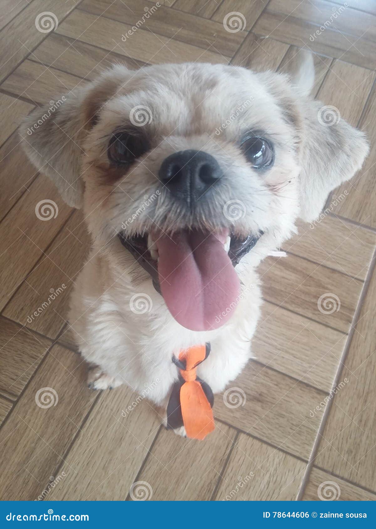 Bobby dog stock photo. Image of funny, bobby, cute, little - 78644606