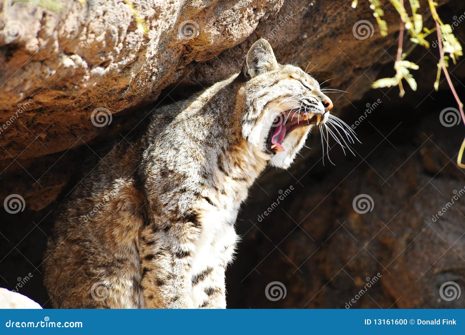 Bobcat Yawning Stock Photography | CartoonDealer.com #69788504