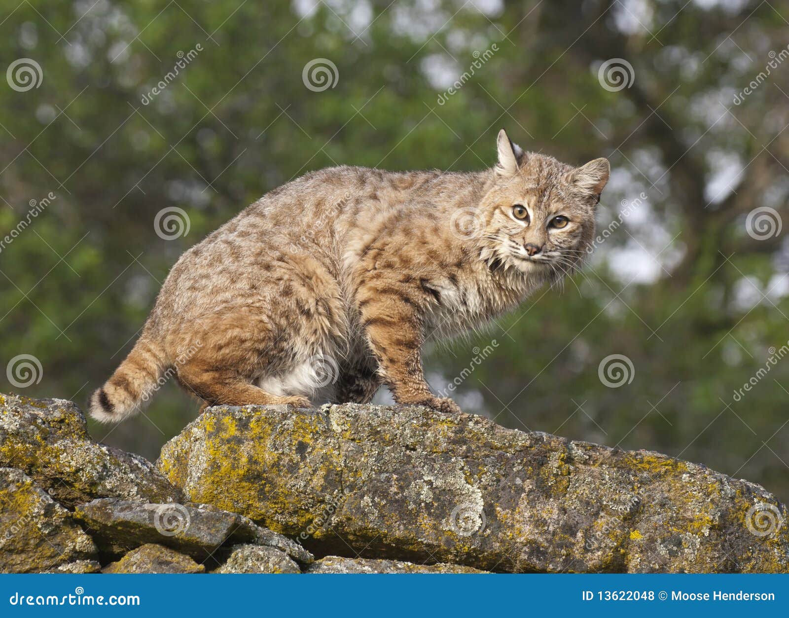 Bobcat stock photo. Image of beasts, wildlife, bobcat - 13622048
