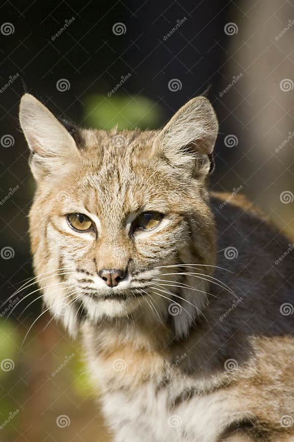 Bobcat stock image. Image of feline, teeth, whiskers, furry - 1442199