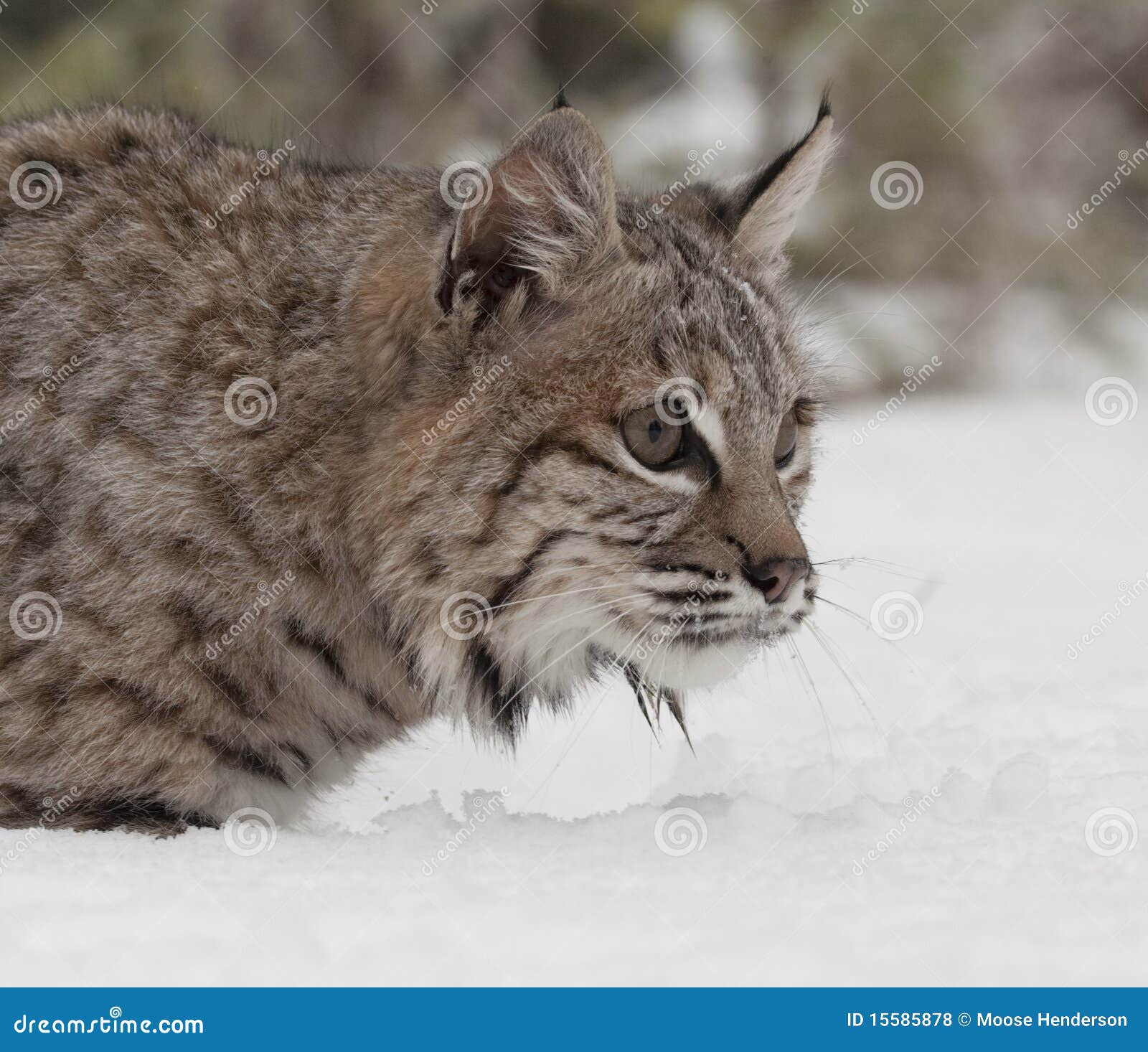 Bobcat stock photo. Image of ecology, beast, weather - 15585878