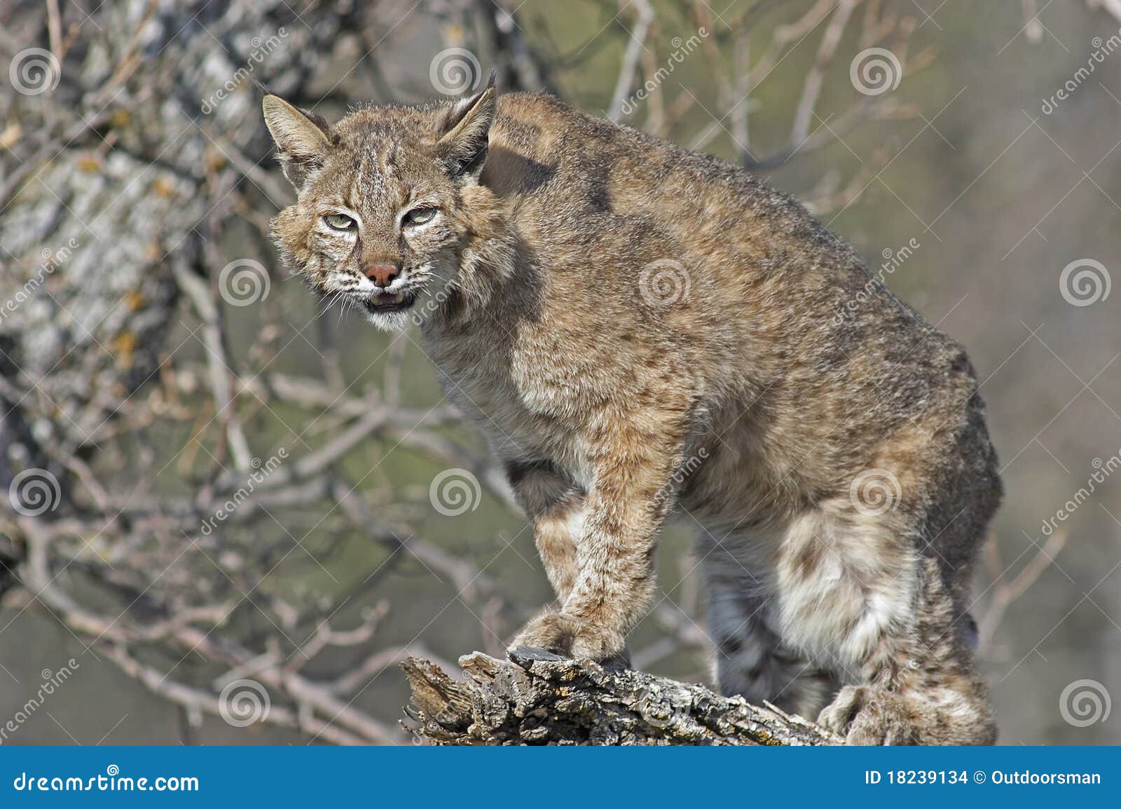 Bobcat stock photo. Image of bobcat, tree, fierce, animal - 18239134