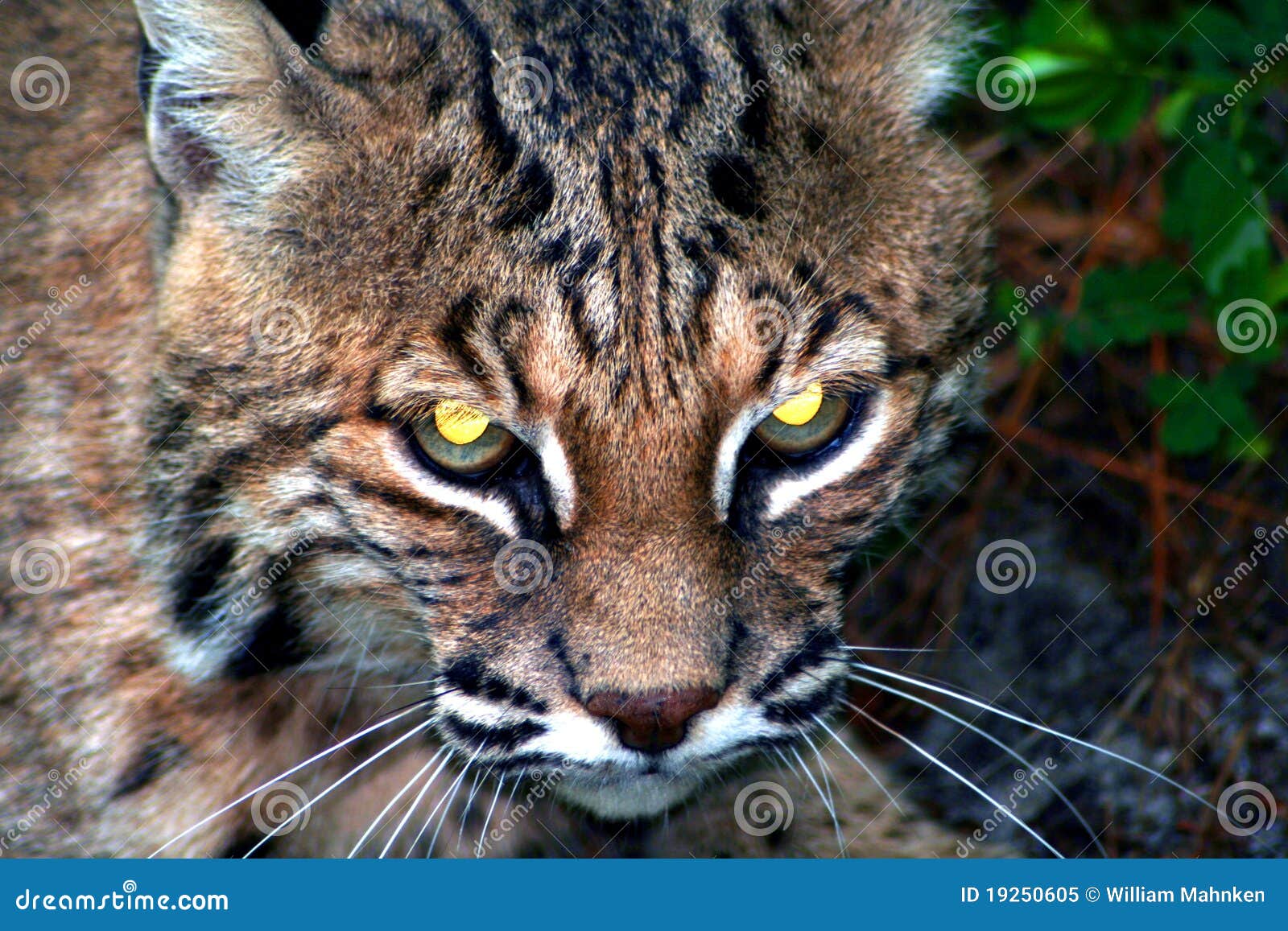 Bobcat stock image. Image of animal, beautiful, north - 19250605