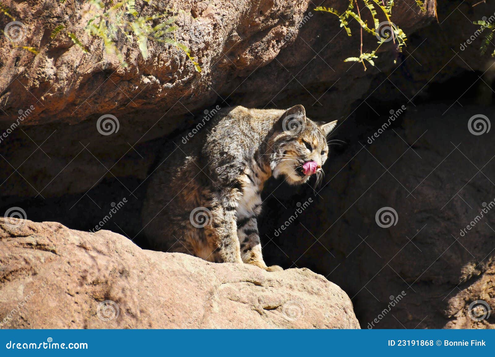 Bobcat Yawning Stock Photography | CartoonDealer.com #69788504