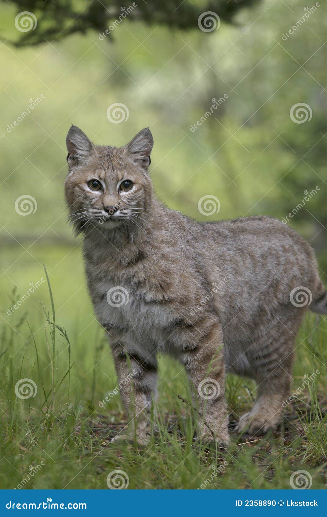 Bobcat stock photo. Image of intent, still, focused, bobcat - 2358890