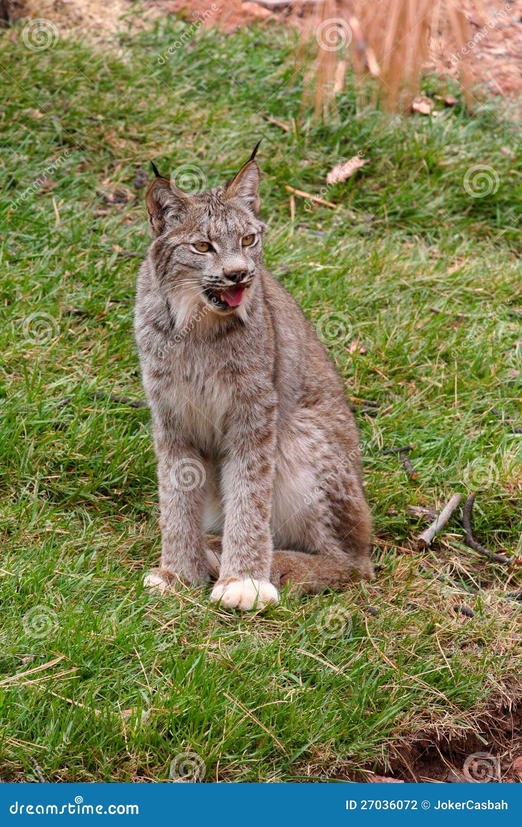 Bobcat Stock Photography - Image: 27036072
