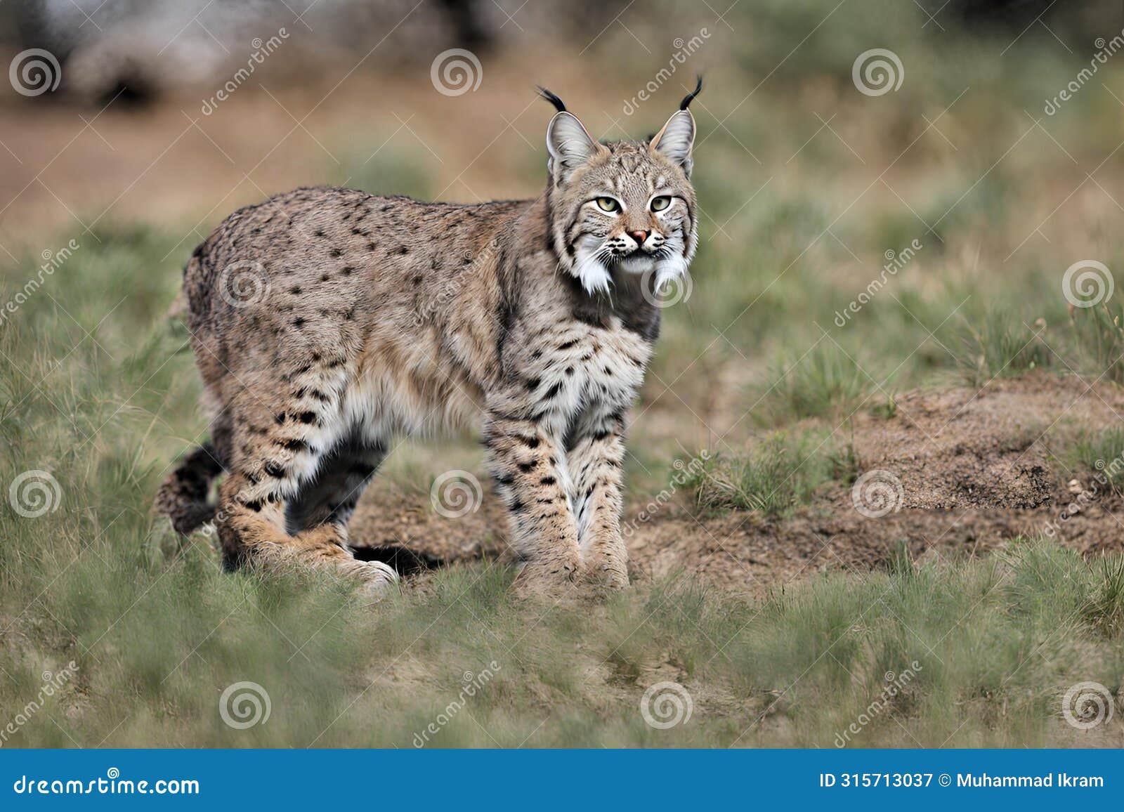Majestic Leopard Portrait: Meet Bobcat Stock Illustration ...