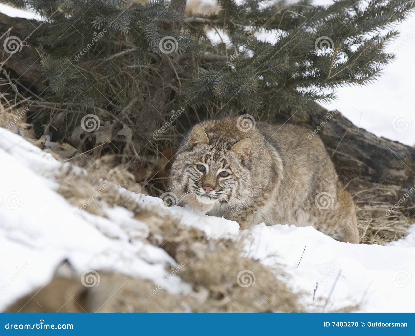 Bobcat stock photo. Image of predator, carnivore, winter - 7400270