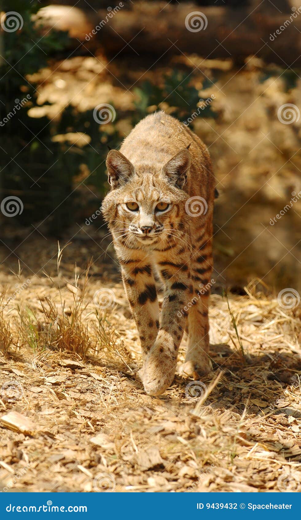 Bobcat stock photo. Image of outdoors, wild, spotted, face - 9439432