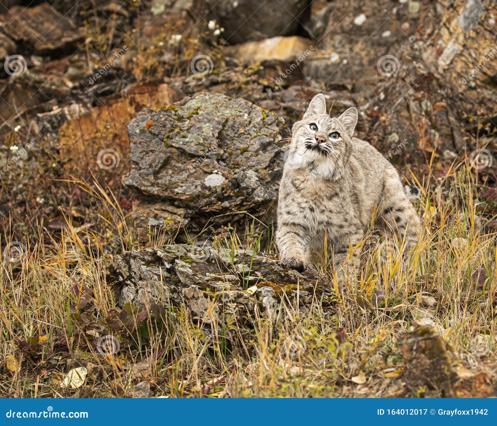 Bobcat Adult in Fall Colors in Montana Stock Image - Image of eyes ...