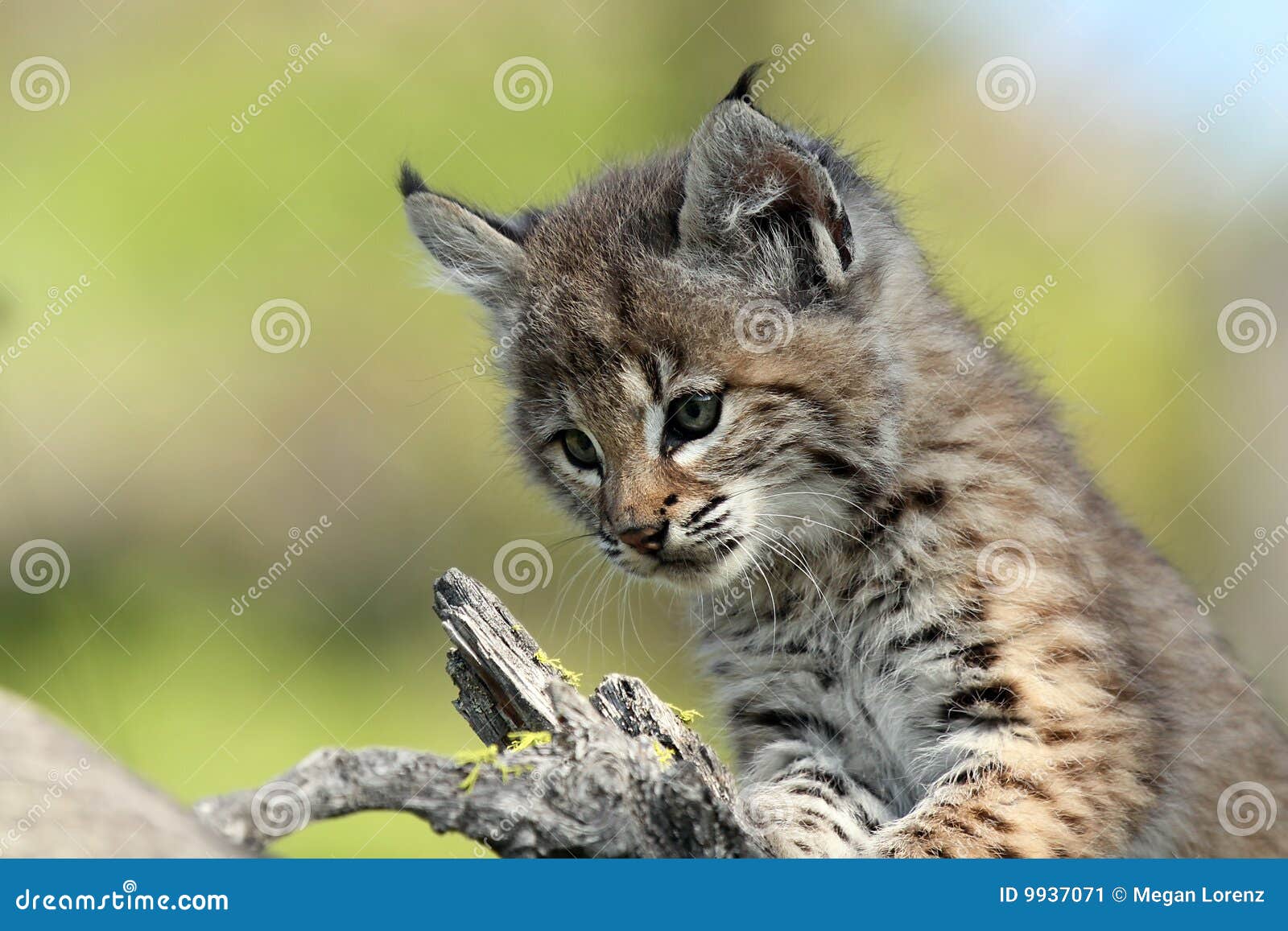 Newborn Bobcat