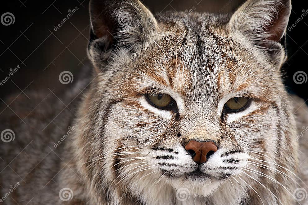Bobcat Beauty stock photo. Image of mammal, blurred, watching - 9602346
