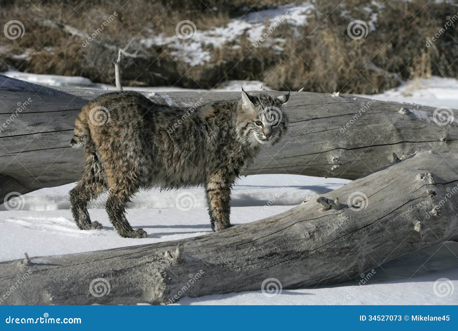 Bobcat (blue) stock image. Image of nature, feline, snow - 34527073