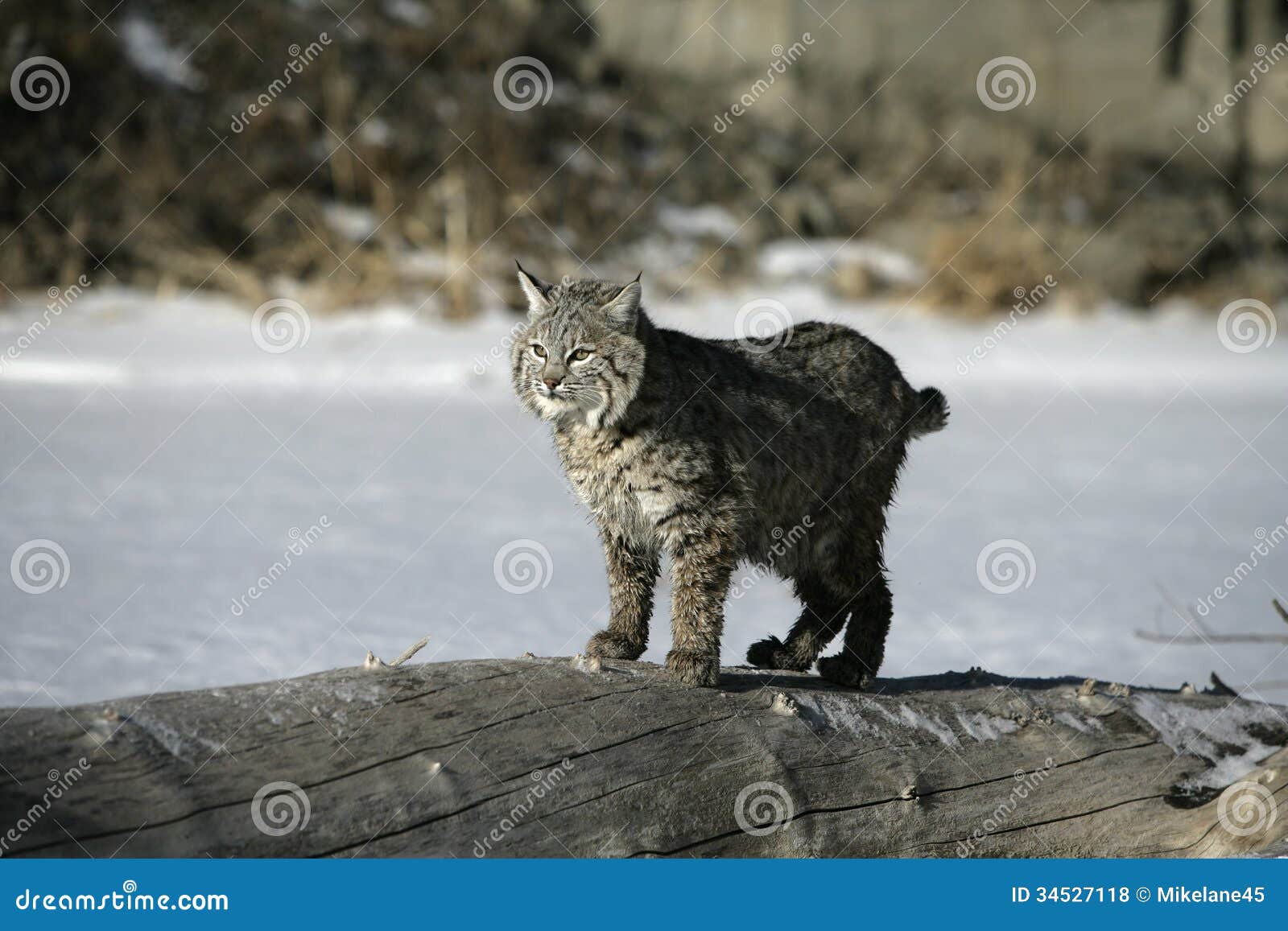 Bobcat (blue) stock photo. Image of cold, bobcat, lynx - 34527118