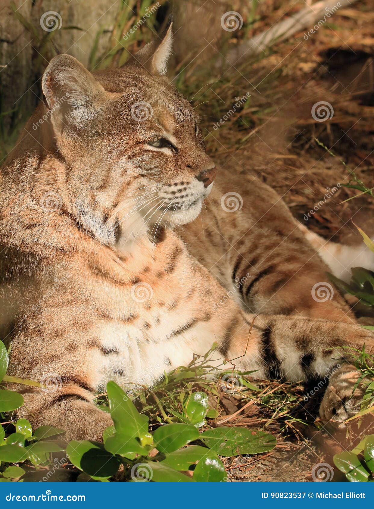 Bobcat stock image. Image of tufts, sunshine, spots, sitting - 90823537