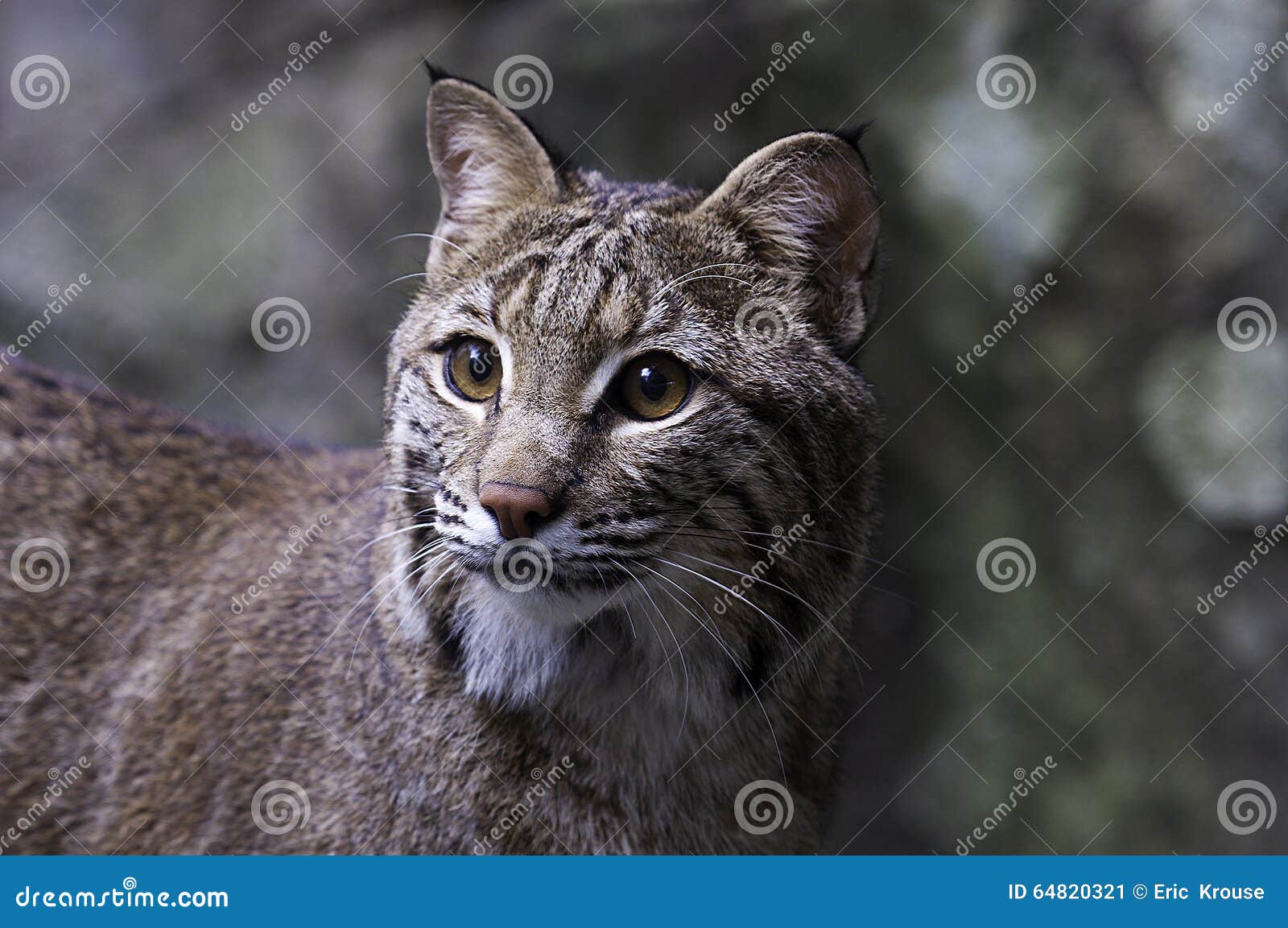 Bobcat stock image. Image of predator, carolina, nature - 64820321