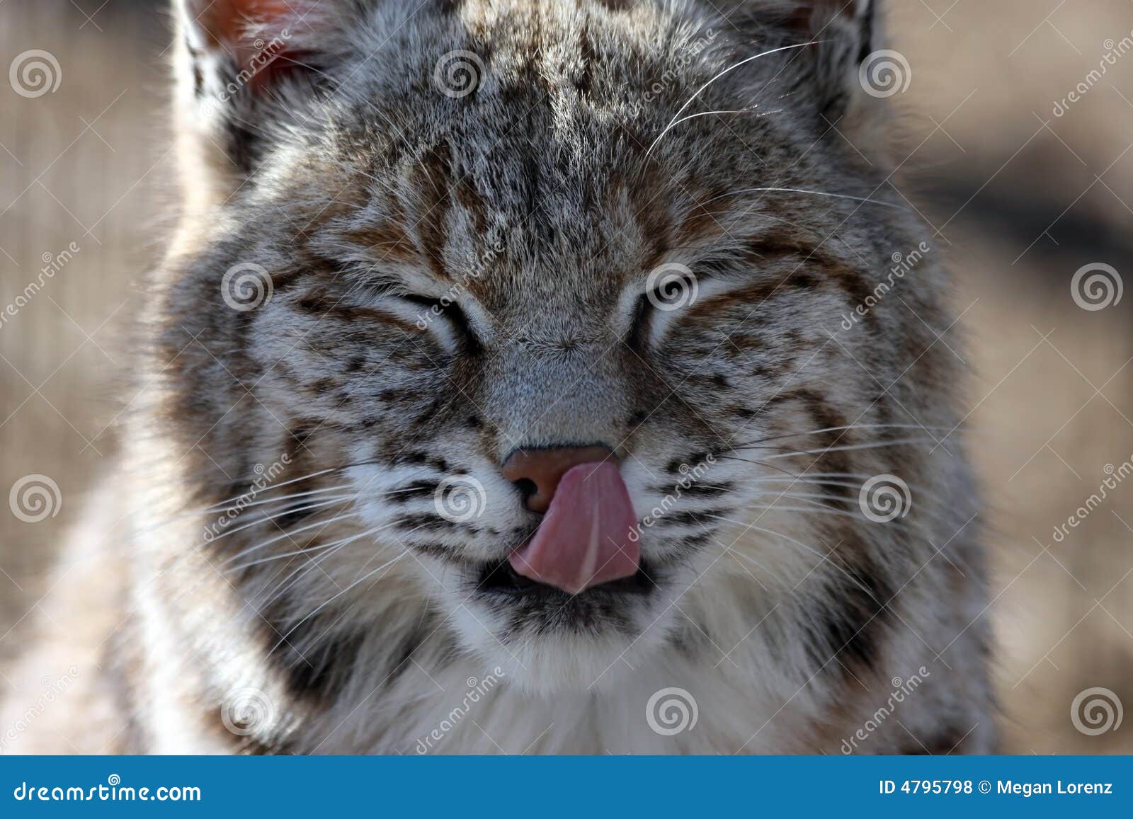 Bobcat Cleaning stock photo. Image of endangered, staring - 4795798