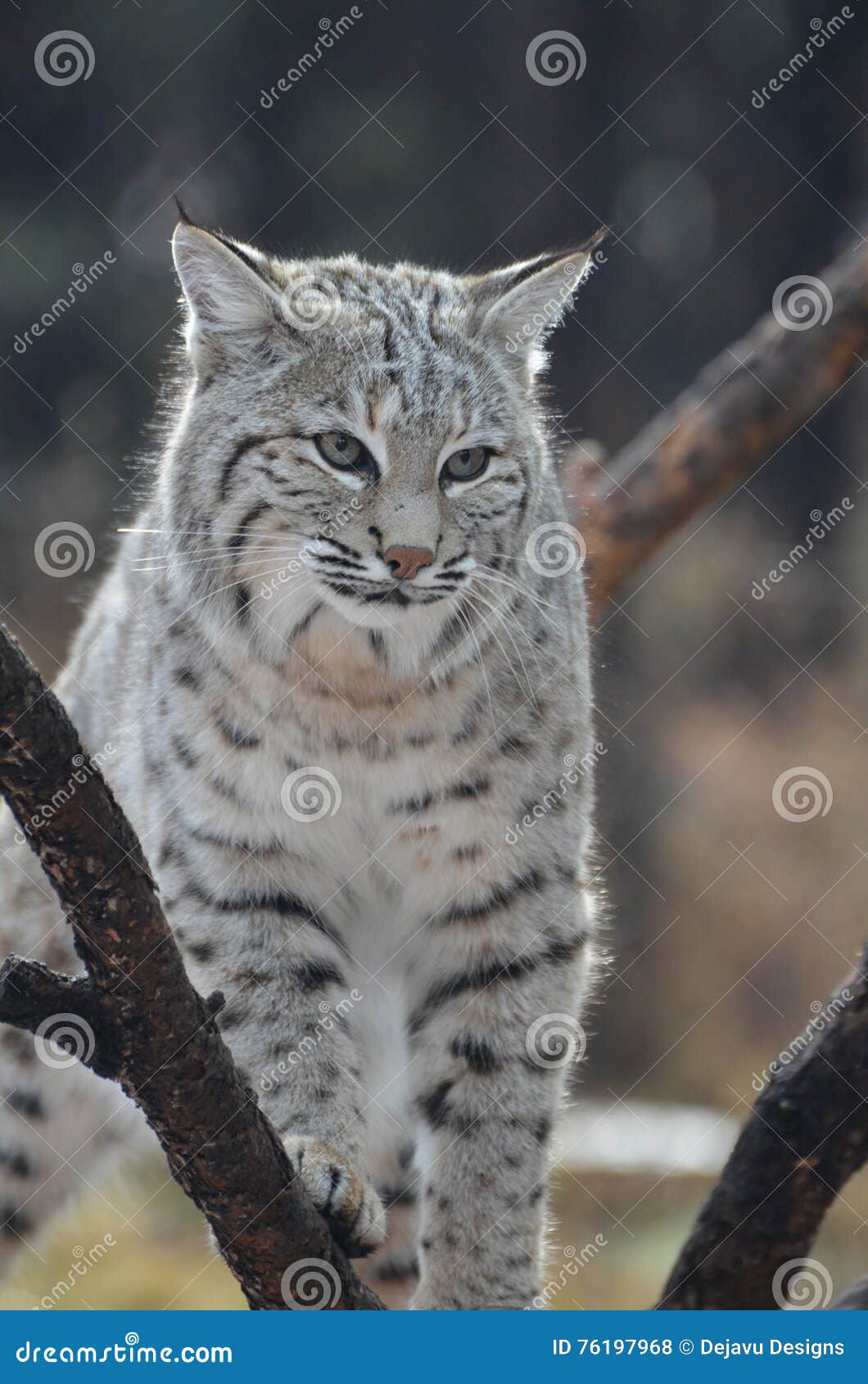 Bobcat Climbing through Tree Fallen Debris Stock Photo - Image of ...
