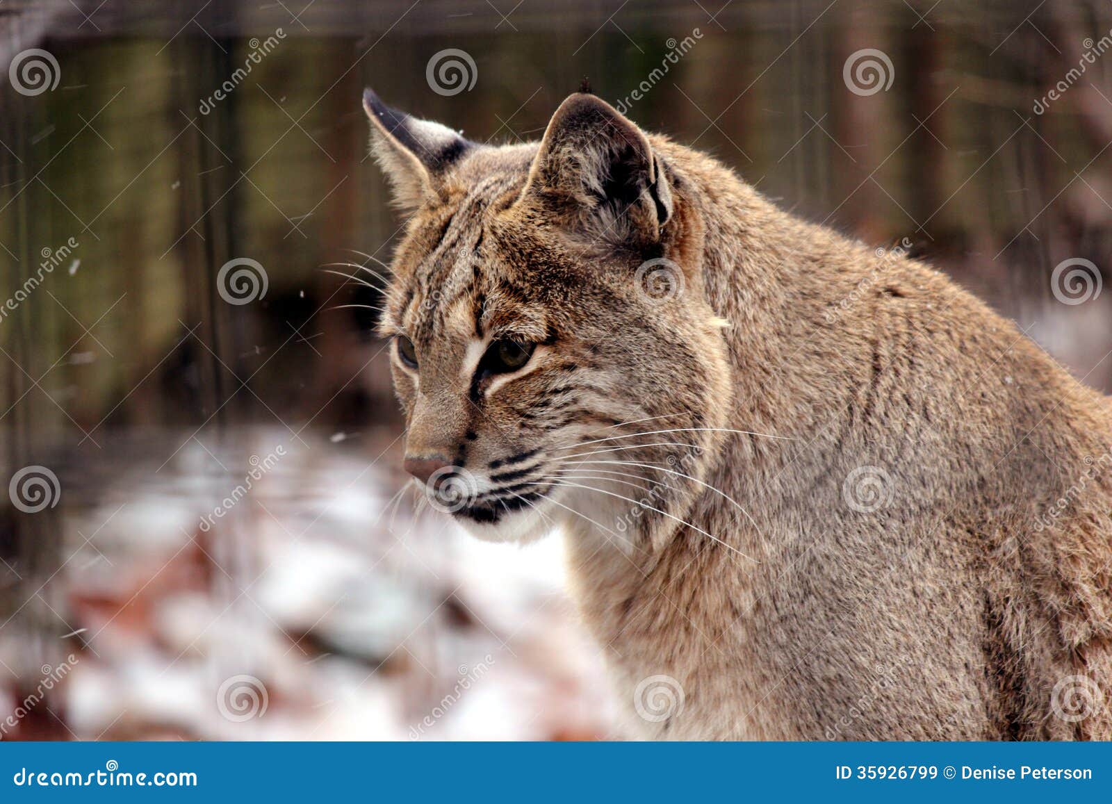 Bobcat portrait stock image. Image of animal, enclosure - 35926799