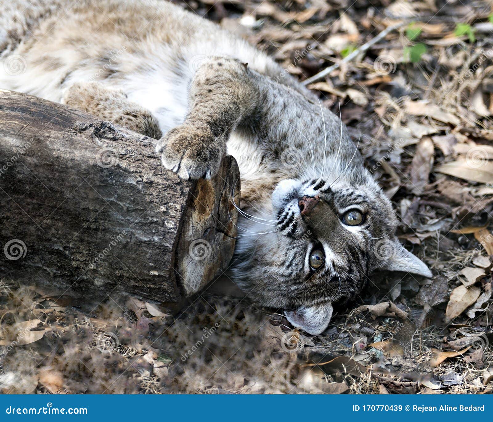 Bobcat Photos. Picture. Image. Portrait. Close-up Profile View. Laying ...