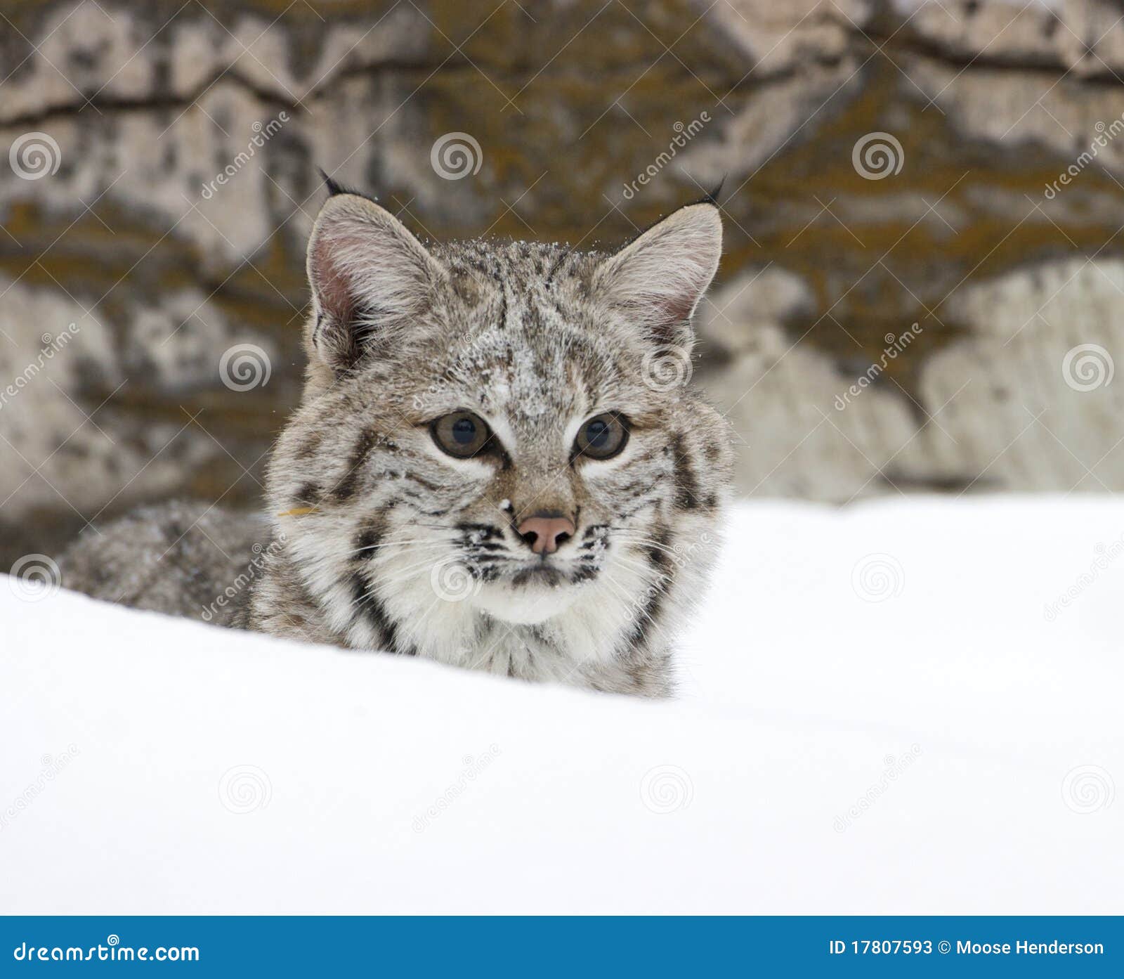 Bobcat in deep snow stock image. Image of snow, zoology - 17807593