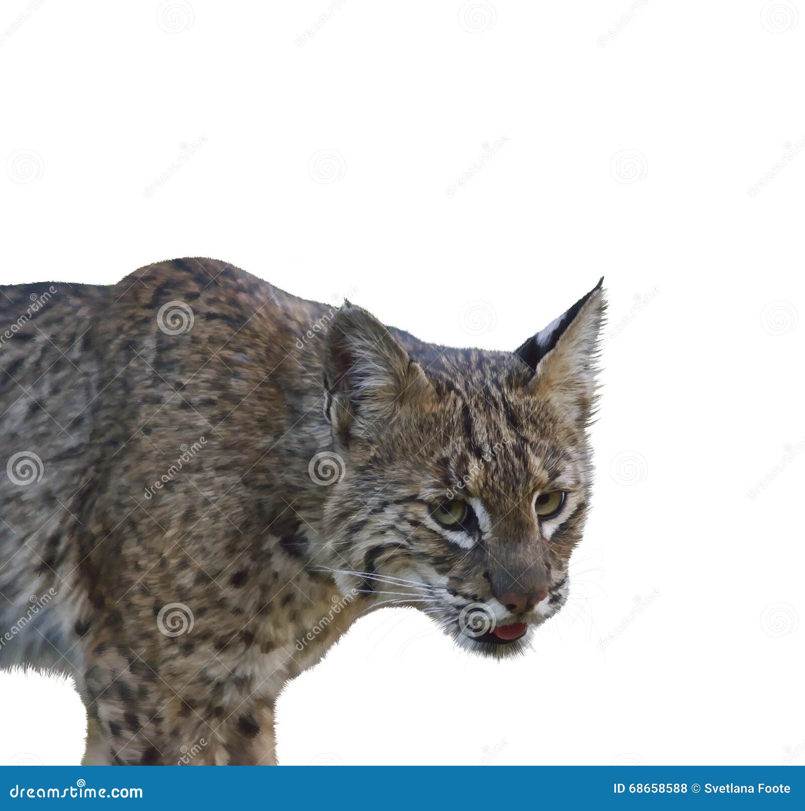 Bobcat Cartoons, Illustrations & Vector Stock Images - 7899 Pictures to ...