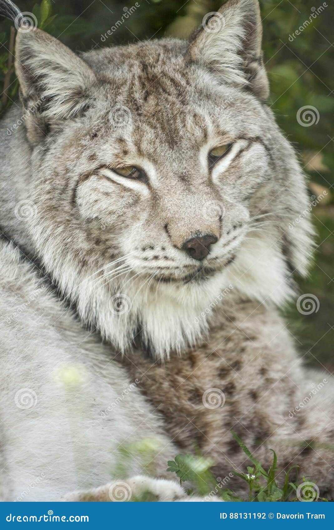 Bobcat face stock photo. Image of rock, portrait, creature - 88131192