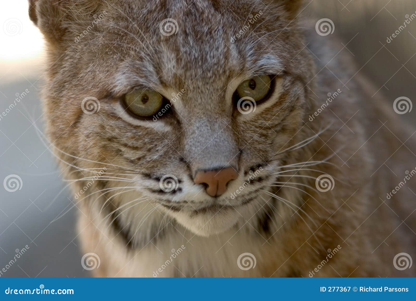 Bobcat Facial Portrait stock image. Image of wildlife, lynx - 277367