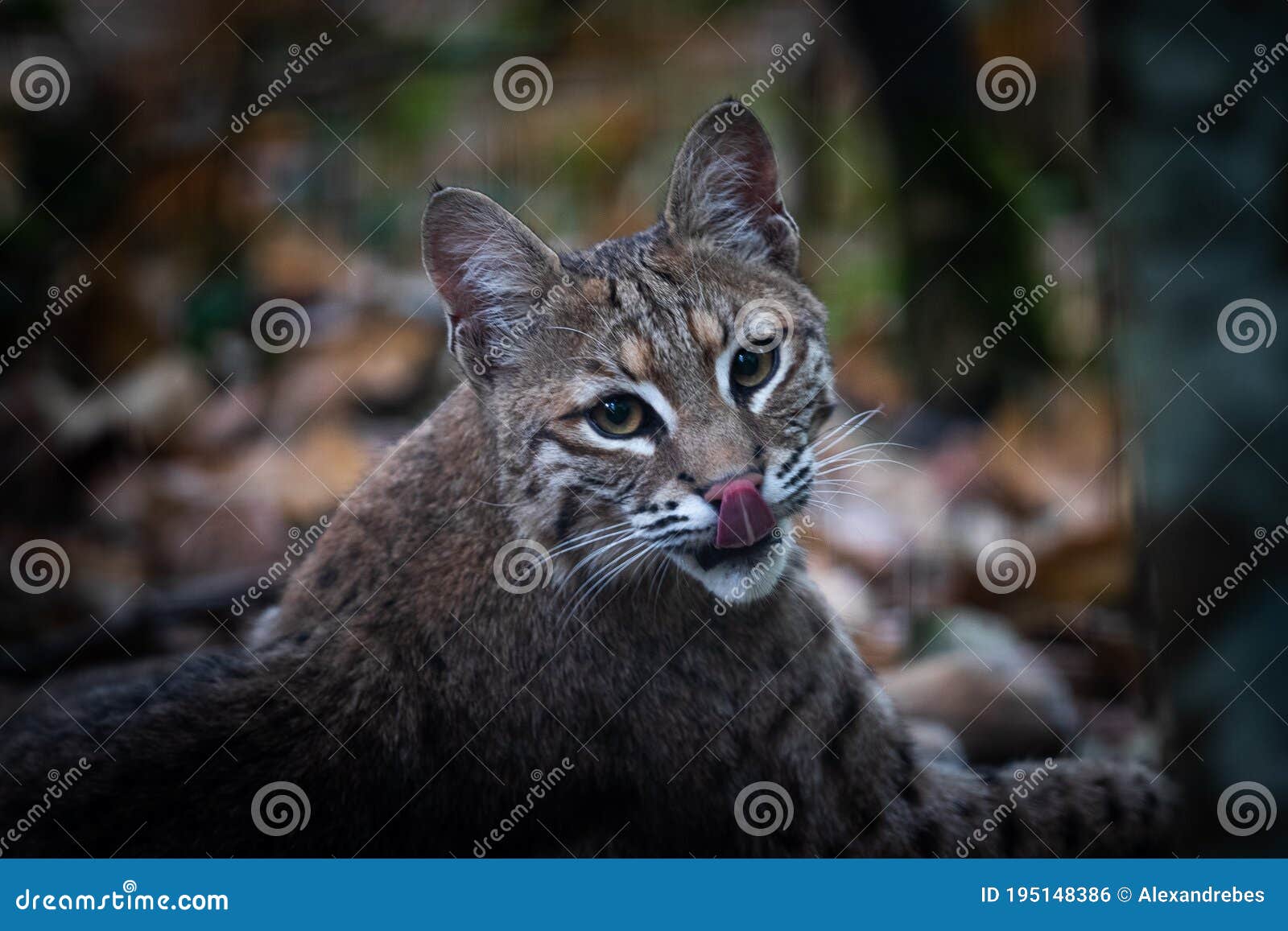 Bobcat in the forest stock photo. Image of head, face - 195148386
