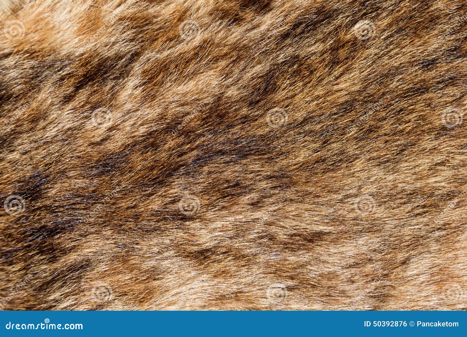 Bobcat Fur Background stock photo. Image of wildlife - 50392876