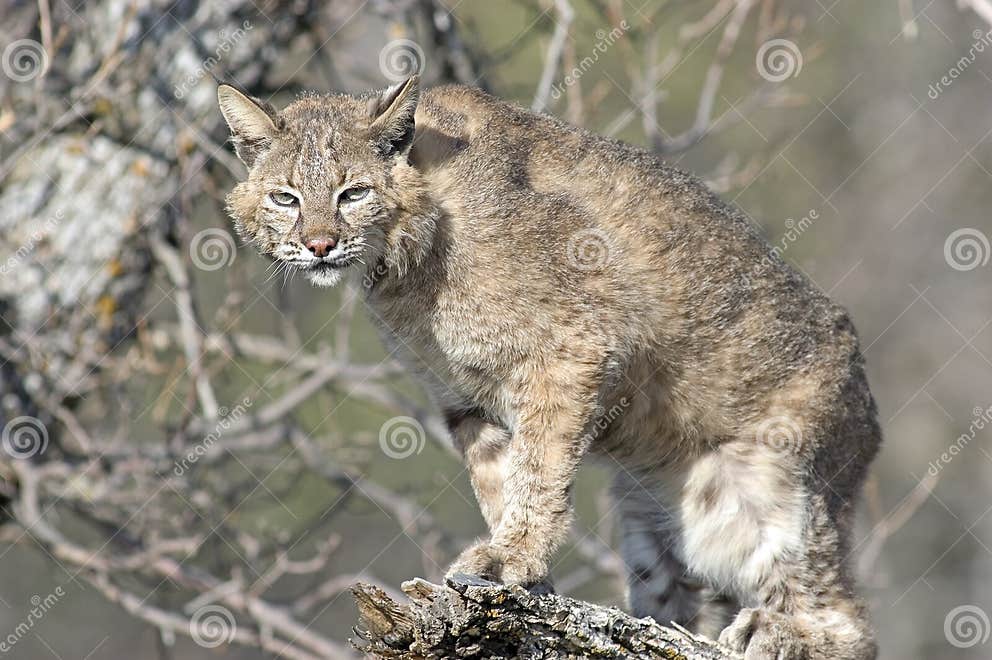 Bobcat at her den stock image. Image of predator, nature - 5532329