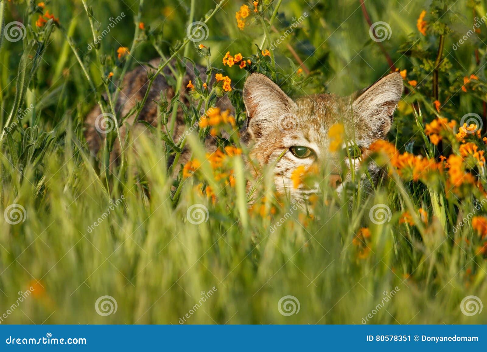 Bobcat Hiding in a Grass with Flowers Stock Image - Image of green ...