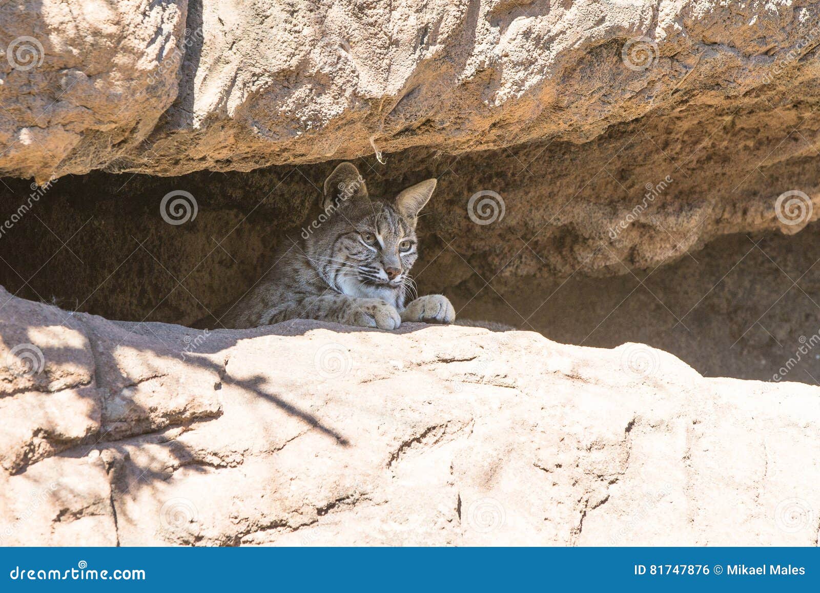 Bobcat Hiding in a Rocky Ledge Stock Photo - Image of rocky, north ...