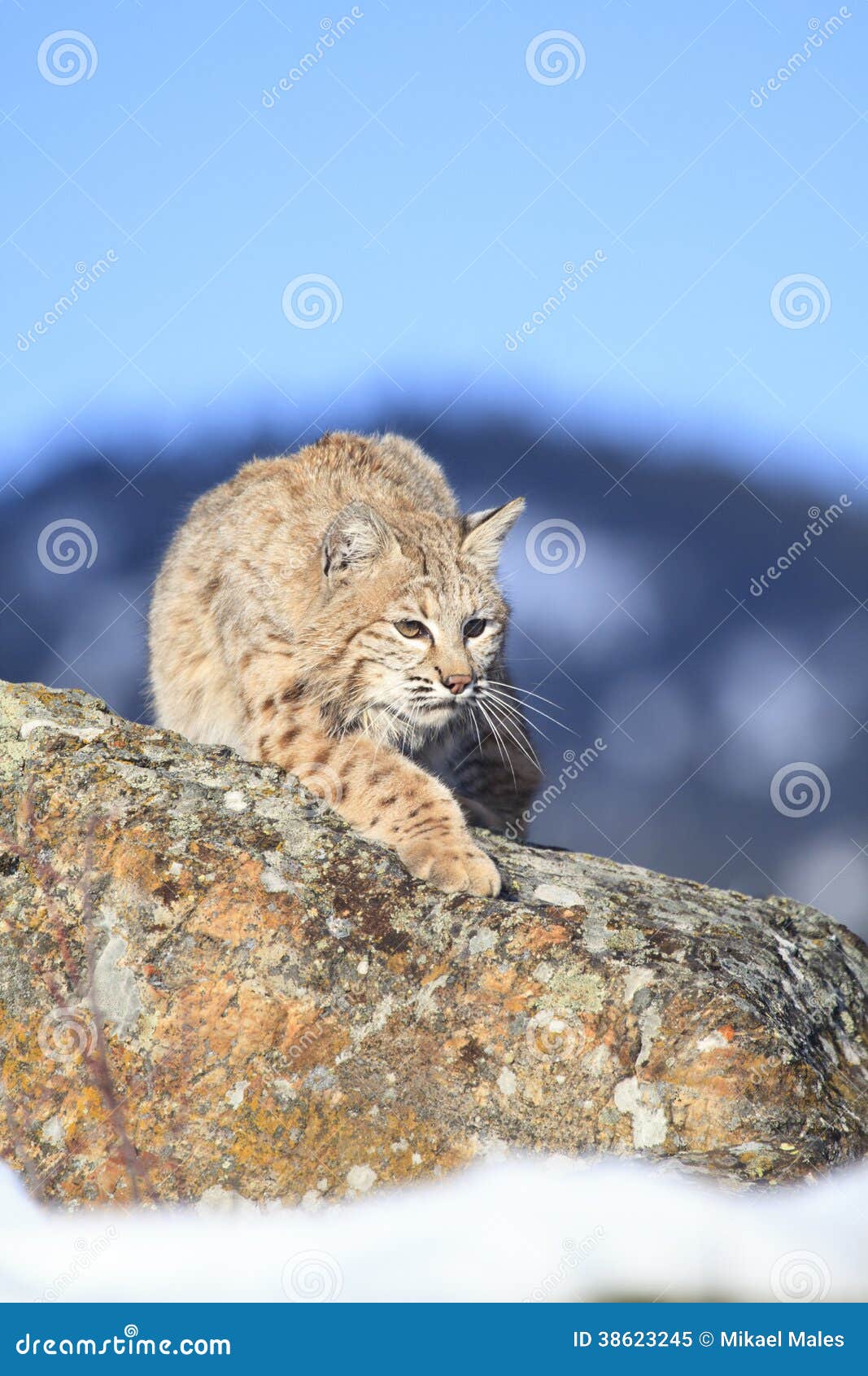 Bobcat Hunting for Food in Mountains Stock Image - Image of feliformia ...