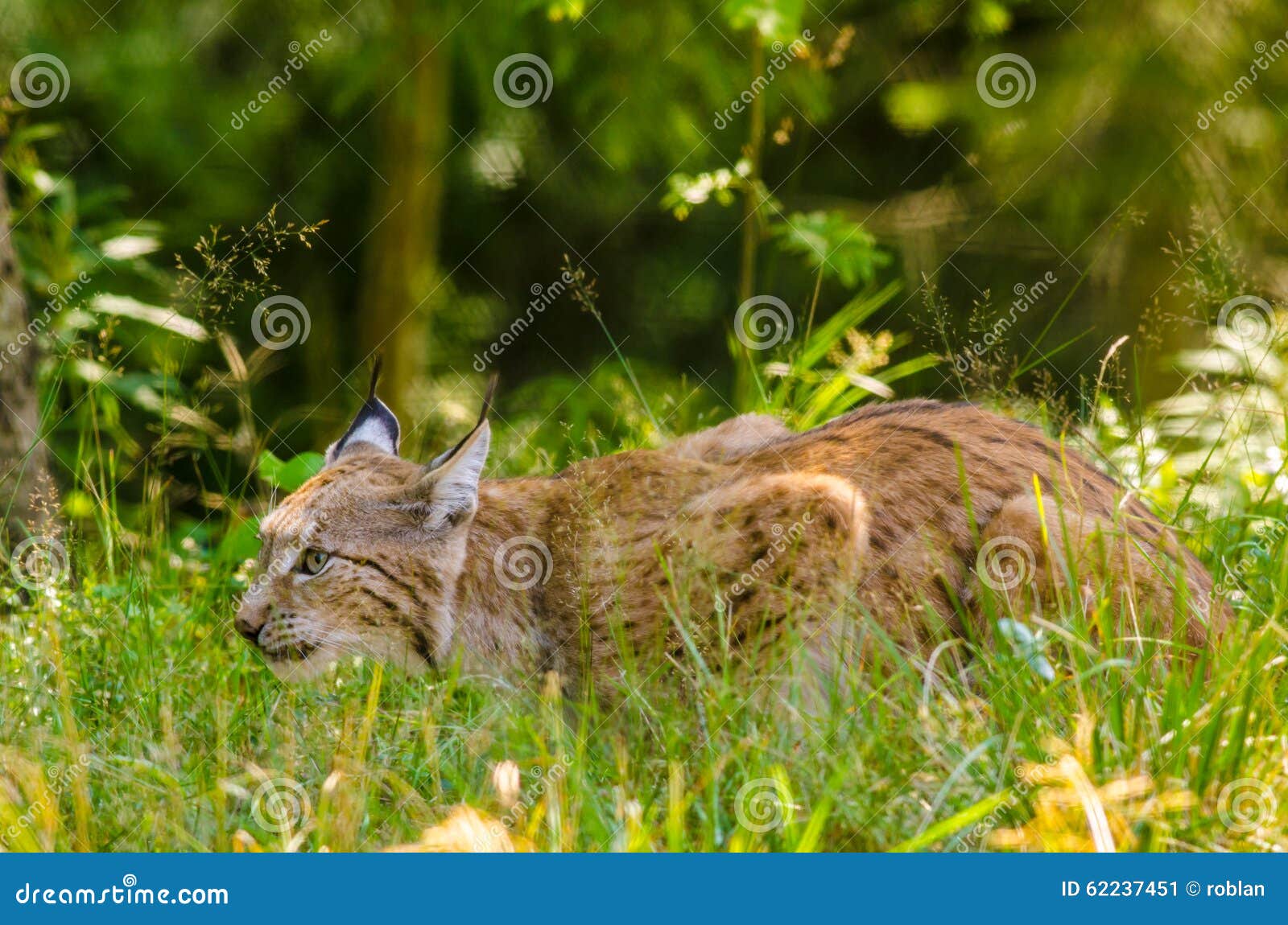 Bobcat hunting stock image. Image of danger, scouts, northern - 62237451