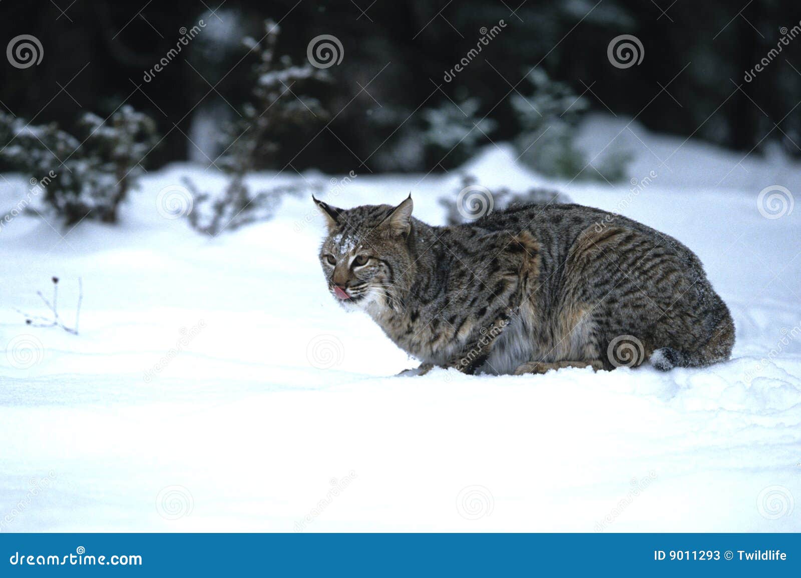 Bobcat Hunting in Snow stock image. Image of hunter, winter - 9011293