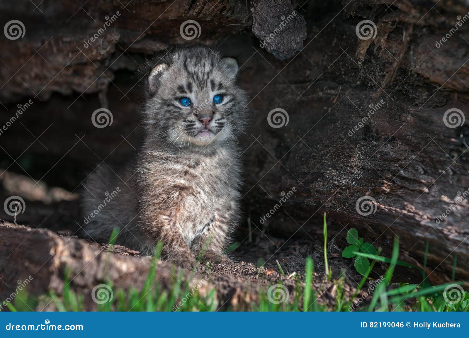 Bobcat Kitten Lynx Rufus Sits Upright in Log Stock Photo - Image of ...