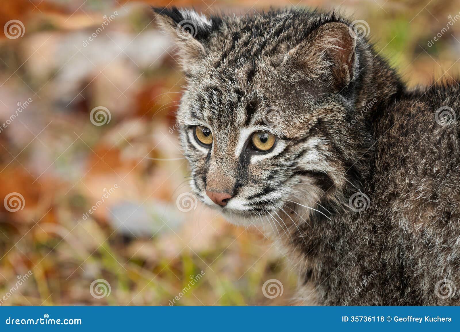 Bobcat Kitten (Lynxrufus) Staart Links Stock Foto - Image of naughty ...