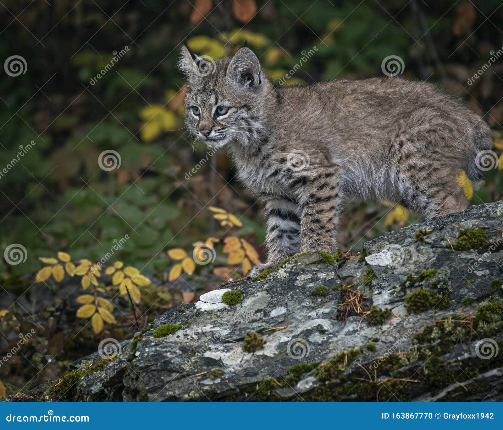 Bobcat Kitten in Fall Colors in Montana Stock Photo - Image of agile ...