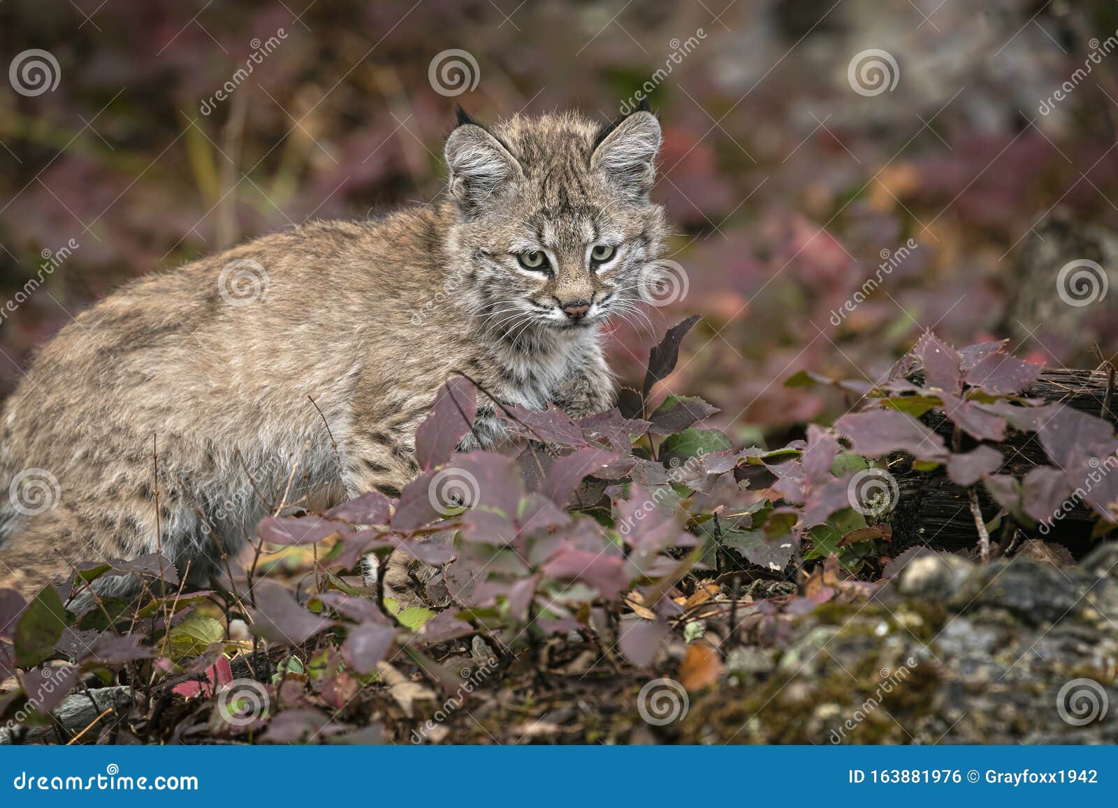 Bobcat Kitten in Fall Colors in Montana Stock Photo - Image of eyes ...